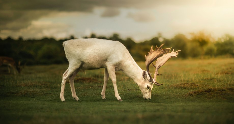 The Stag Who Lived Forever – Fellowship & Fairydust
