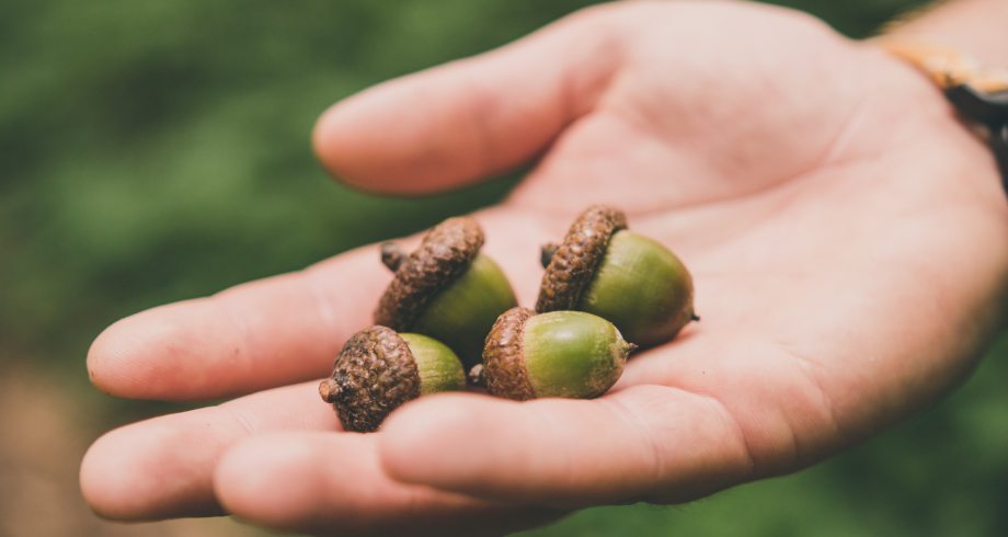 Acorns Away! – Fellowship & Fairydust
